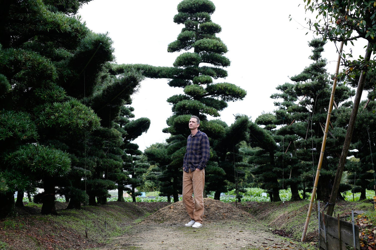 Niwaki, From Blossom to Box Hedge