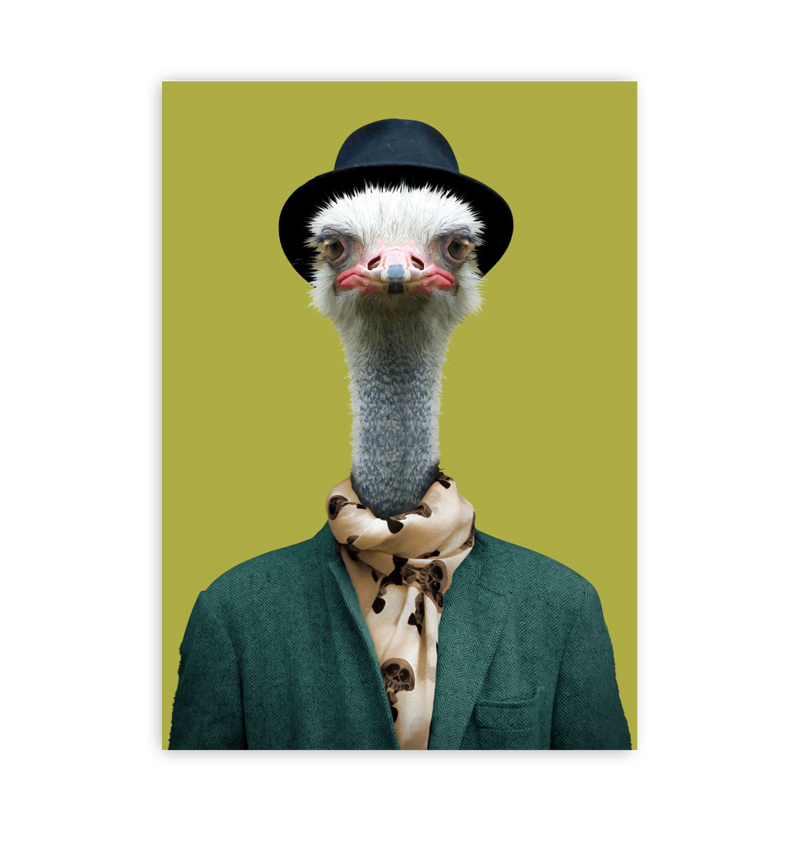 Ostrich Anthropomorphic Postcard